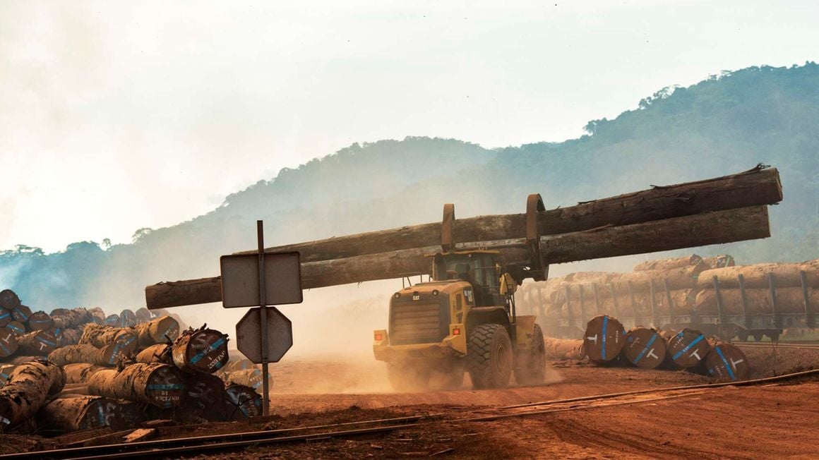 Africa timber trade still stuck in the woods - AfricaNews360